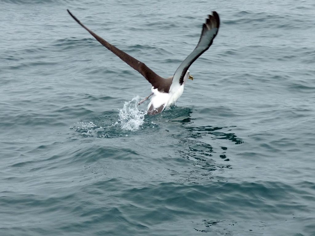 Sonhar com Albatroz - Sonhos.info