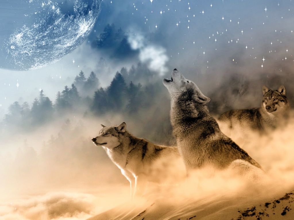 Sonhar com Alcatéia de lobos - Sonhos.info