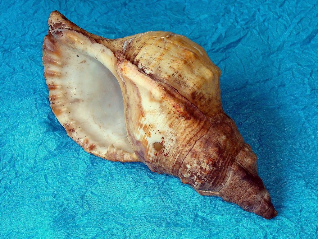 Sonhar com Búzios - Sonhos.info