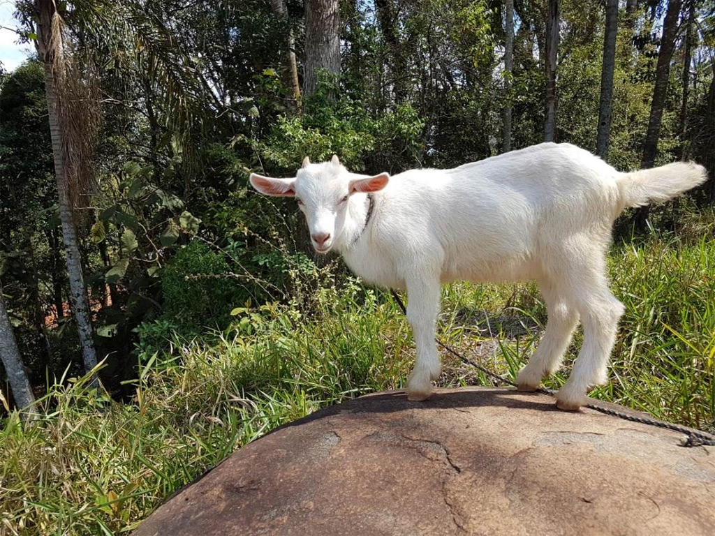 Sonhar com Cabrito - Sonhos.info