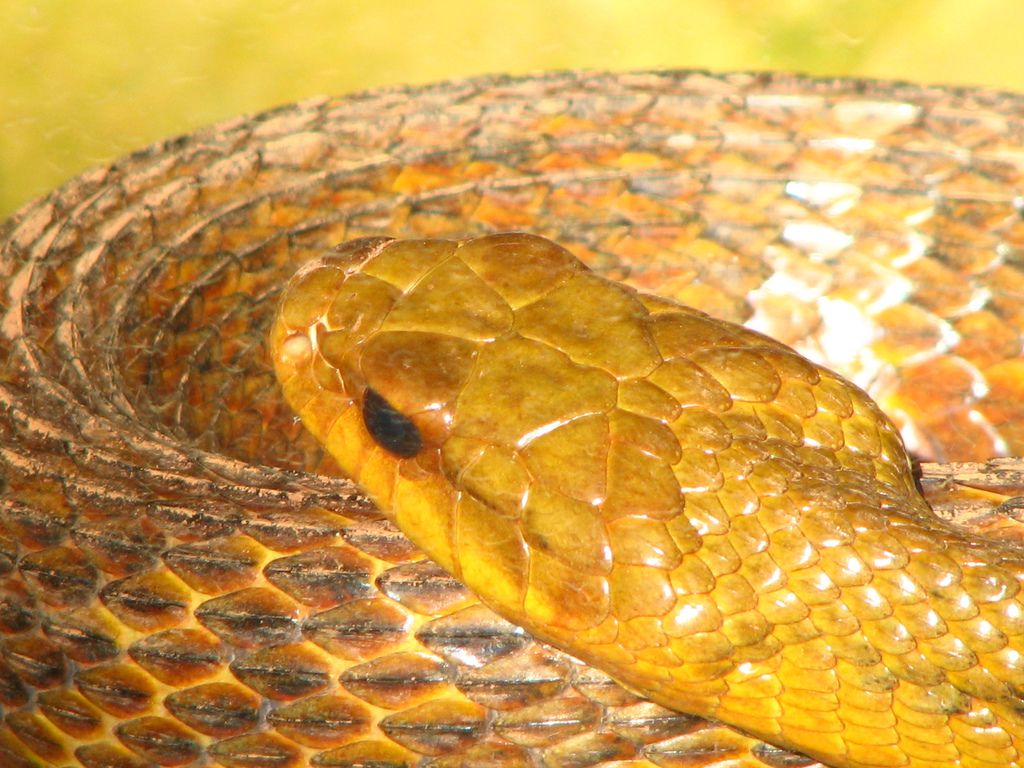 Sonhar Com Cobra Amarela Sonhos info Sonhar Com Cobra Amarela Sonhos info