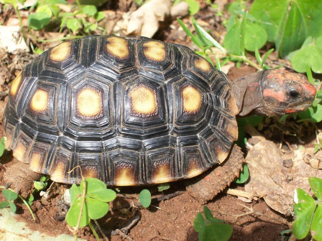 Sonhar com Jaboti - Sonhos.info