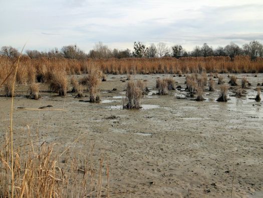 Sonhar com Atoleiro - Sonhos.info