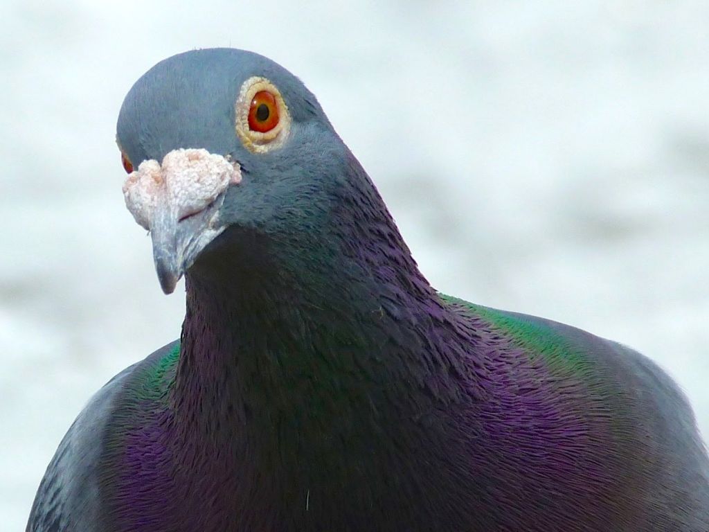 Sonhar com Pombo - Sonhos.info