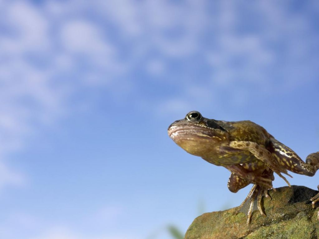 Sonhar com Sapo pulando - Sonhos.info
