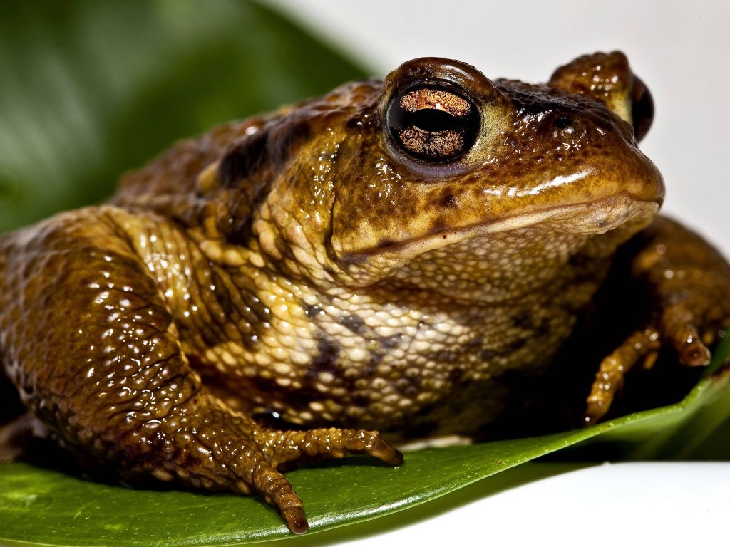 Sonhar com Sapo - Sonhos.info